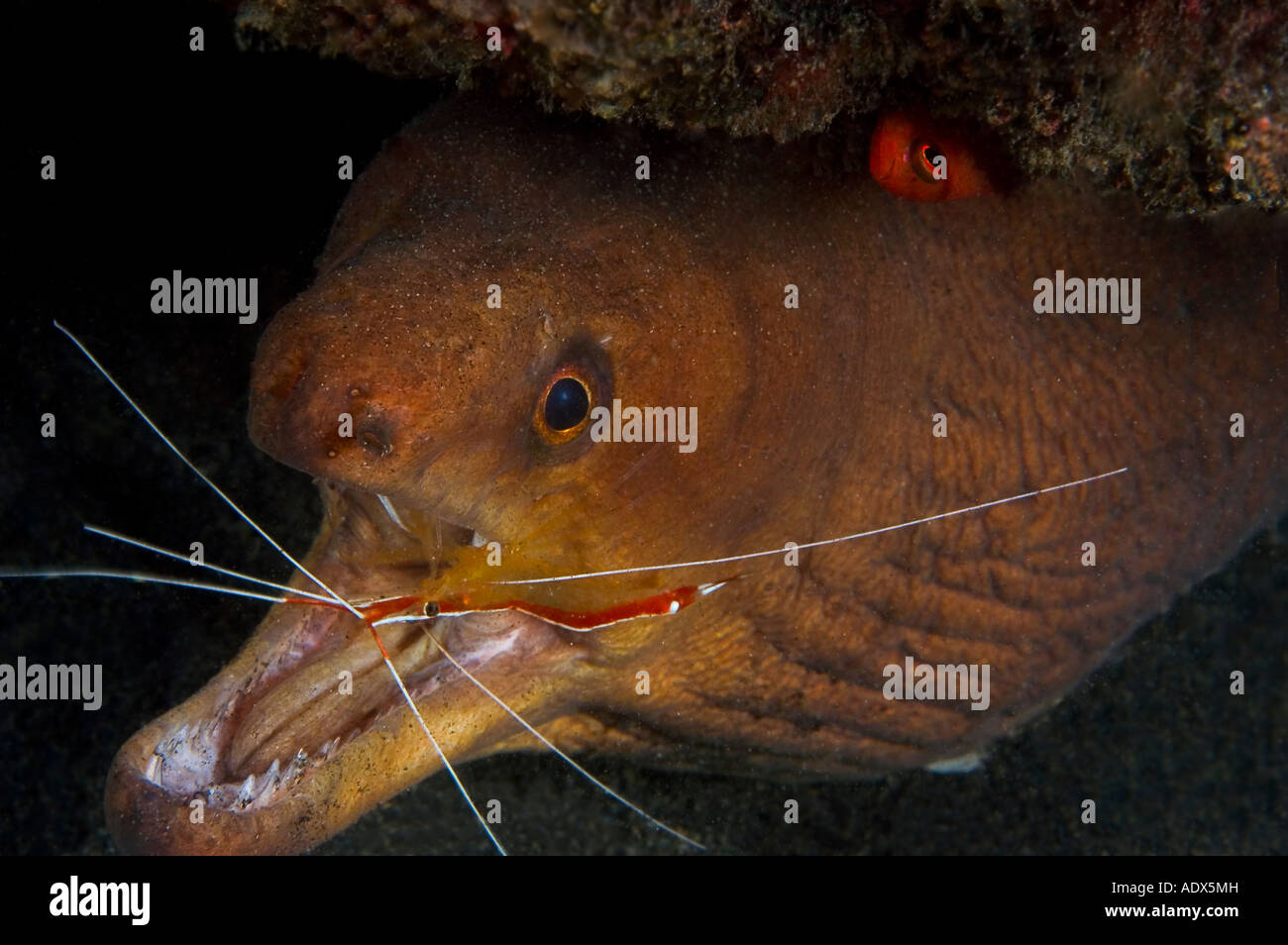 Undulated moray fish hi-res stock photography and images - Alamy