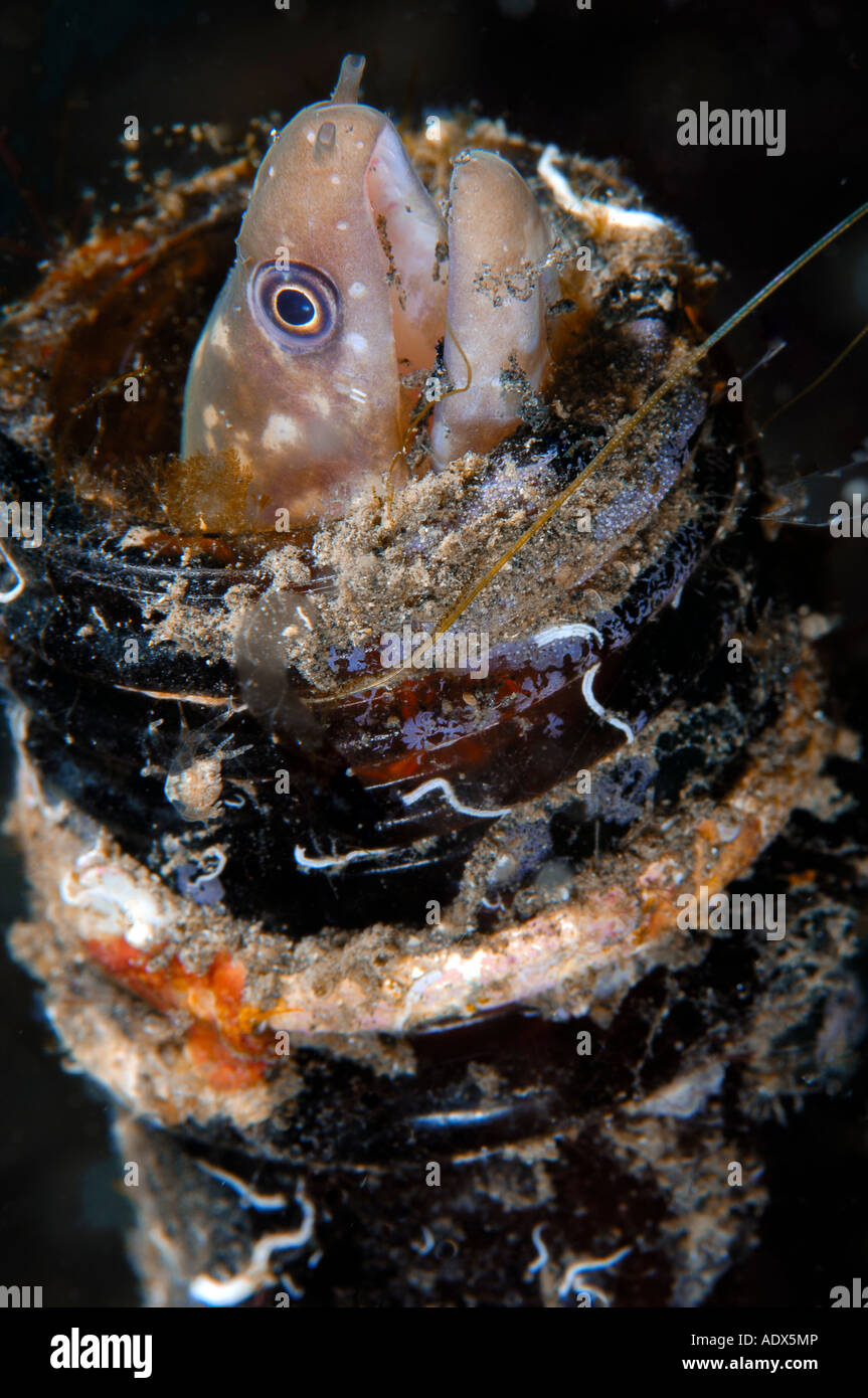 Dwarf moray eel hi-res stock photography and images - Alamy