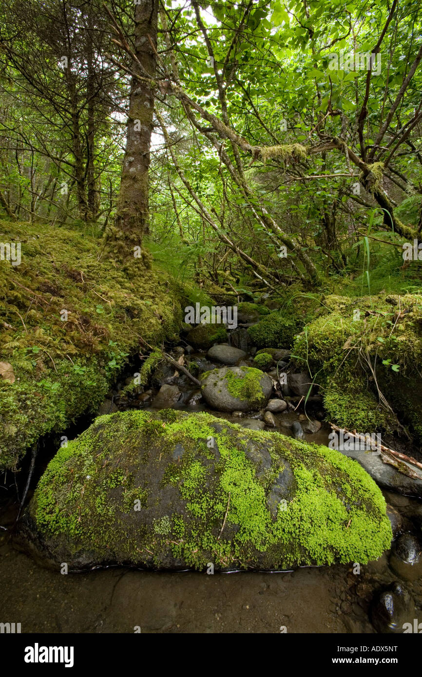 Tongass National Forest Juneau USA Alaska Stock Photo - Alamy