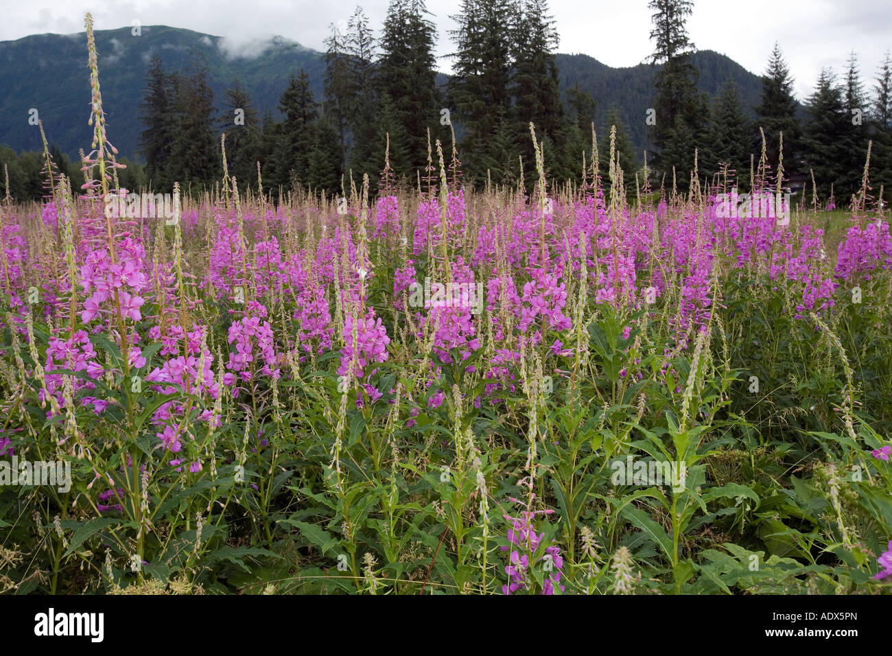 flower s field Juneau USA Alaska Stock Photo - Alamy