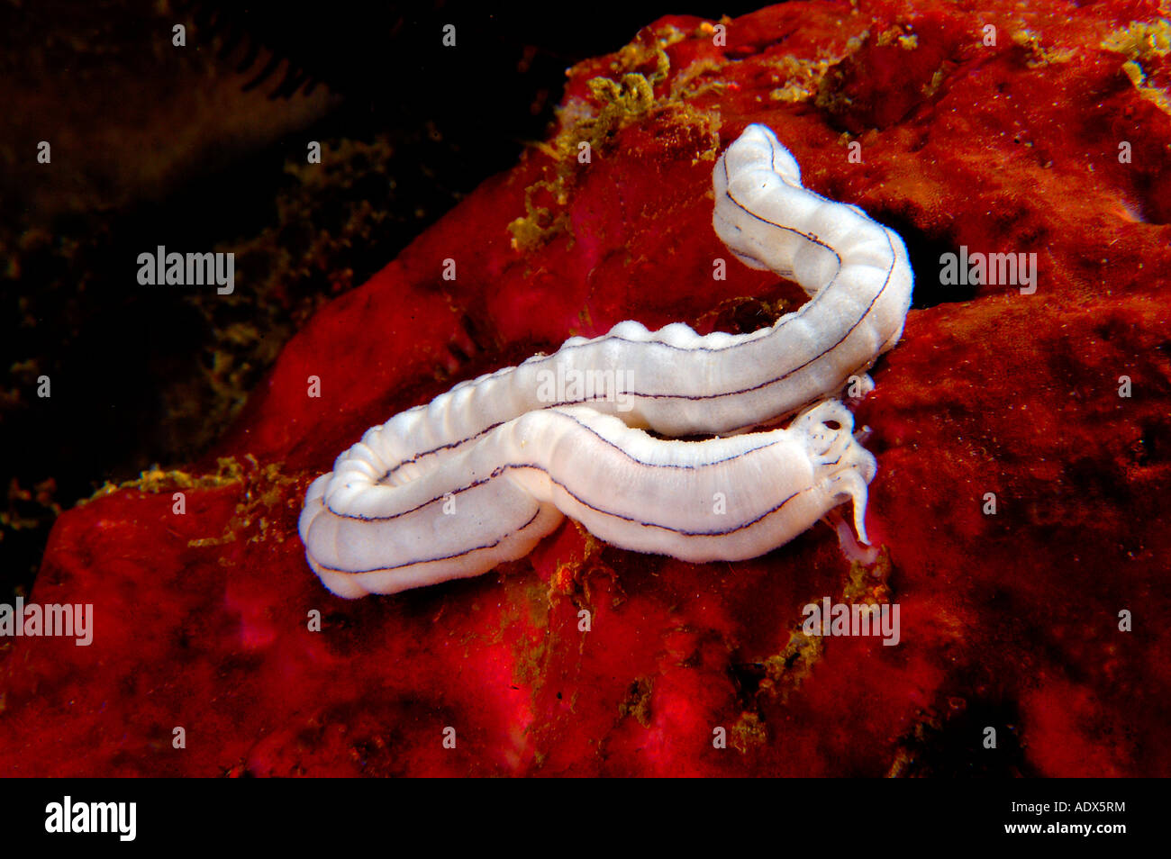 Synaptula hi-res stock photography and images - Alamy