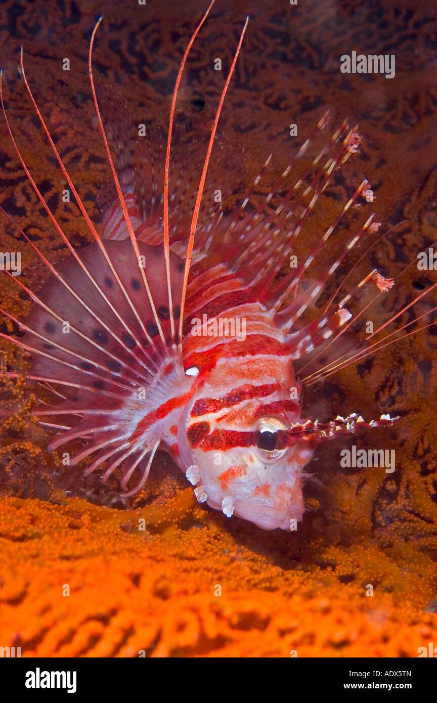 Zebra turkeyfish dendrochirus zebra hi-res stock photography and images ...