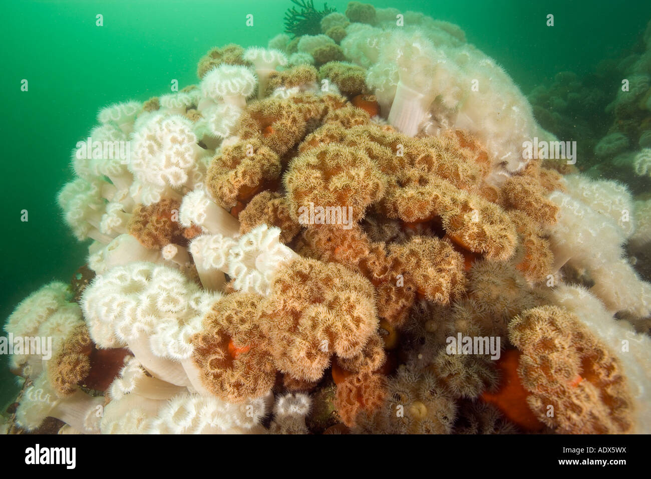 aggregating anemone Metridium senile Alexander Archipelago USA Alaska ...