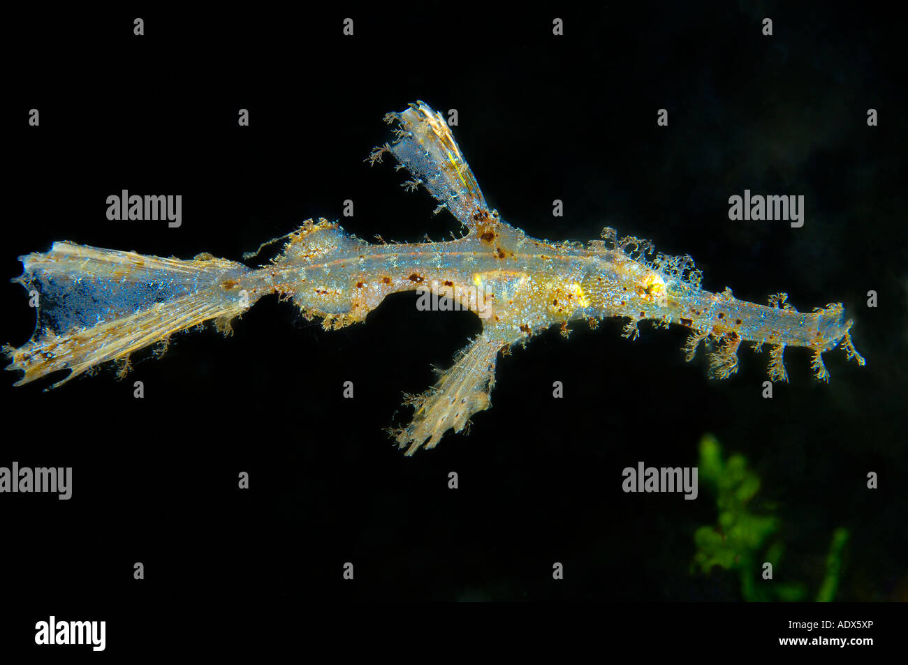 Rough snout ghost pipefish hi-res stock photography and images - Alamy