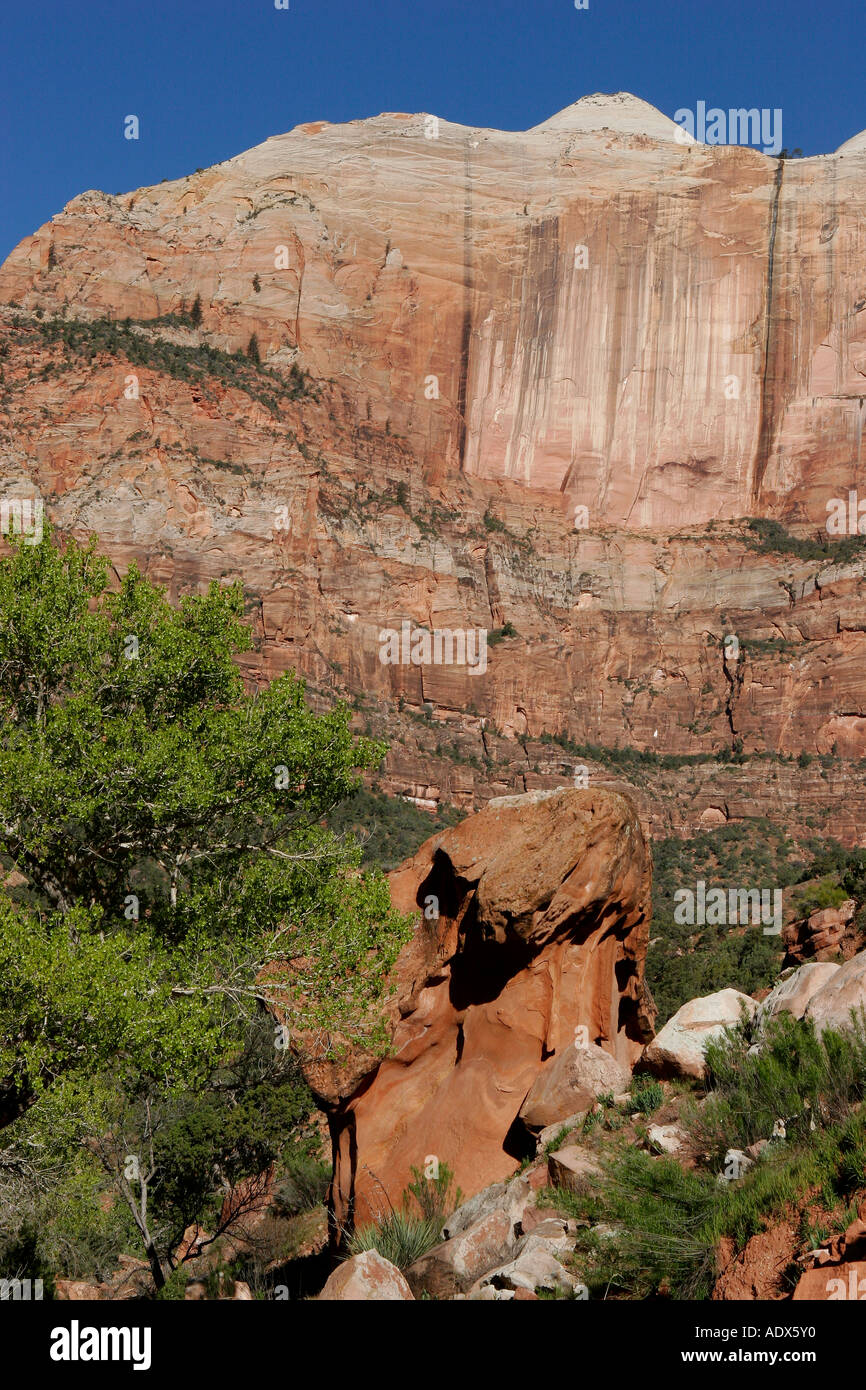 slickrock Zion National Park Utah USA Stock Photo - Alamy