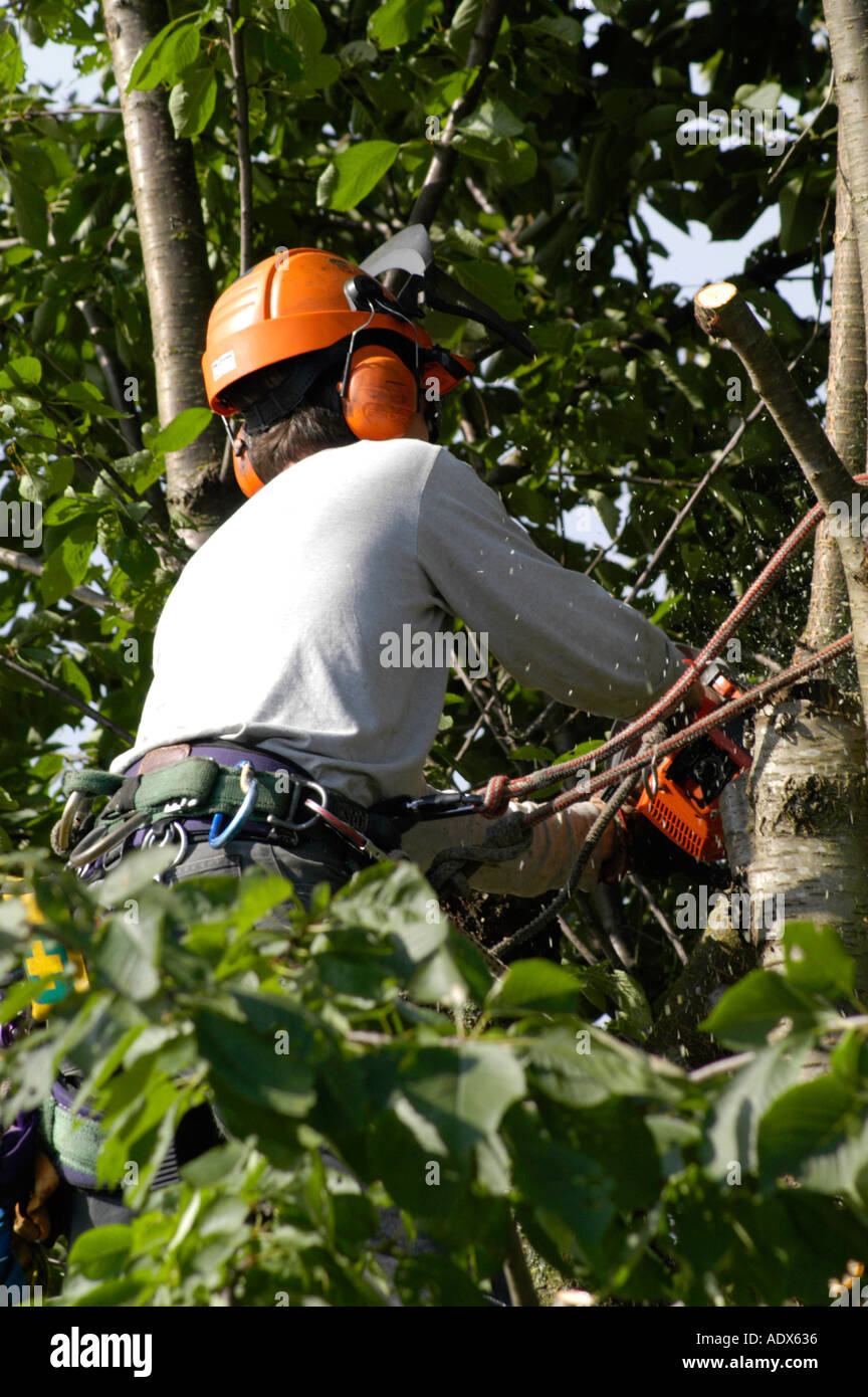 TREE TRIMMER Stock Photo - Alamy