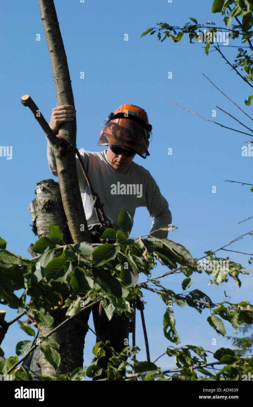 MAKING THE CUT Stock Photo - Alamy