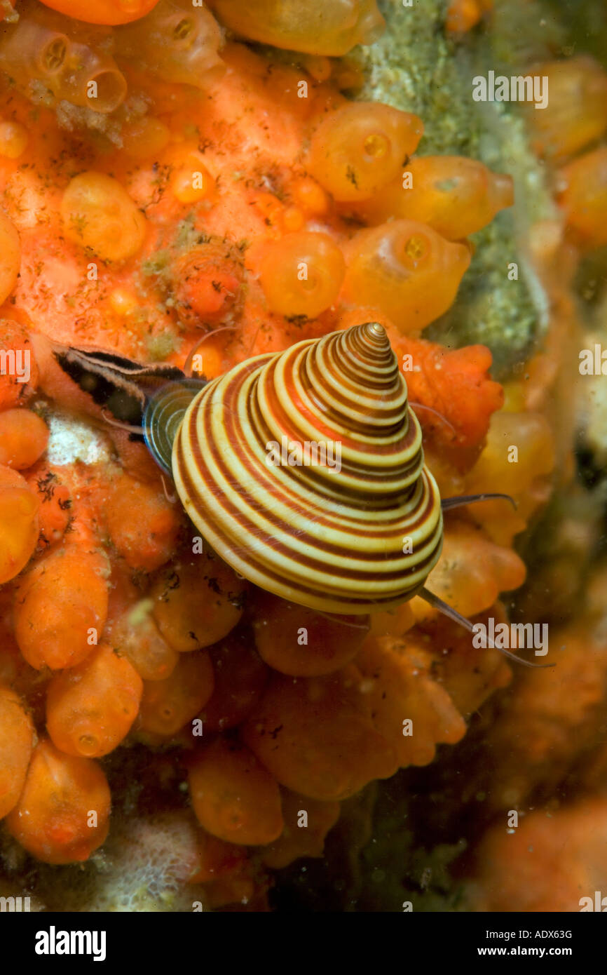 Blue top snail hi-res stock photography and images - Alamy