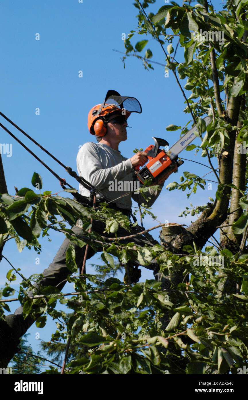 TREE TRIMMING Stock Photo - Alamy