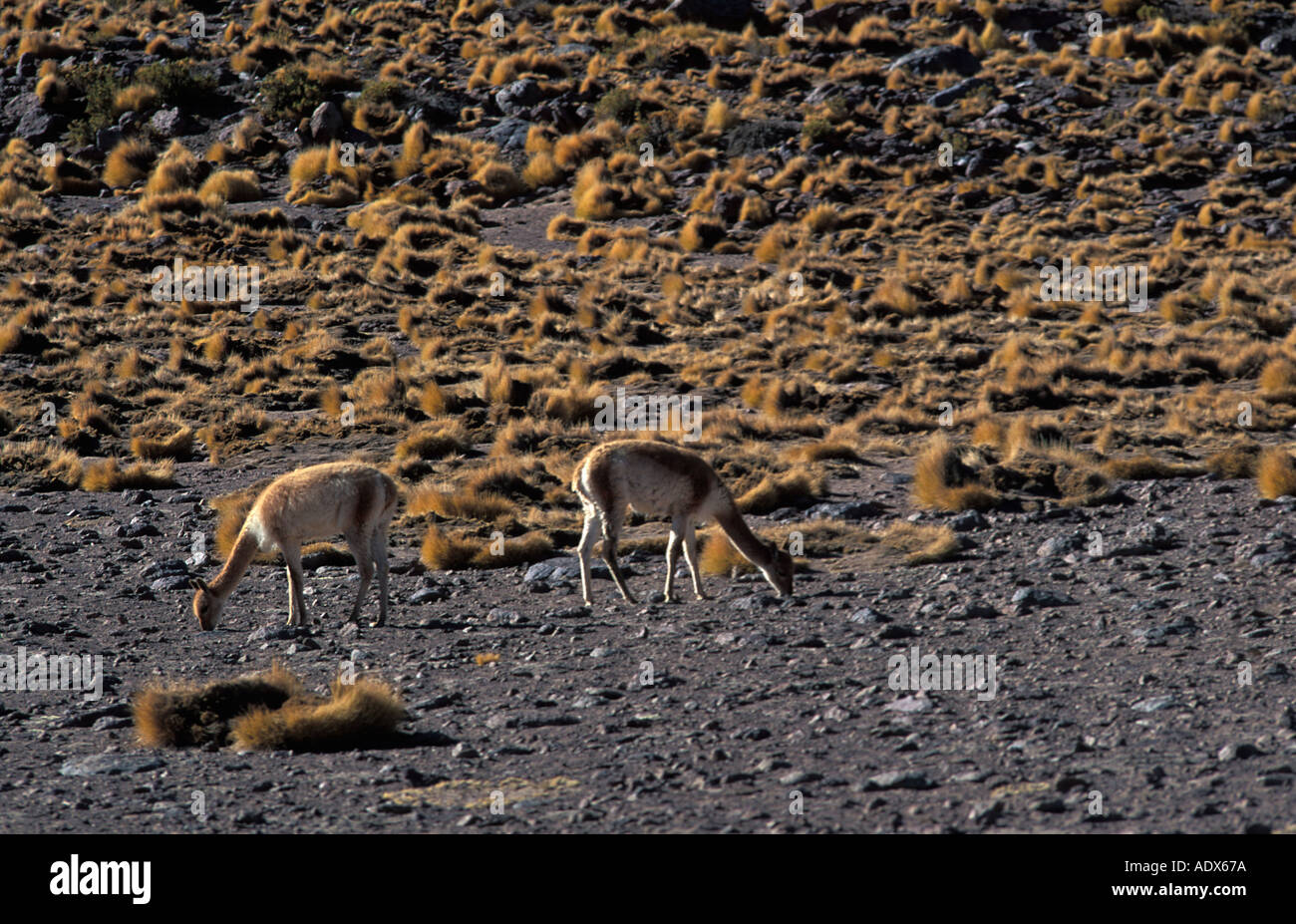 Vicuna grazing on the altiplano near Puno Lake Titicaca Peru South ...