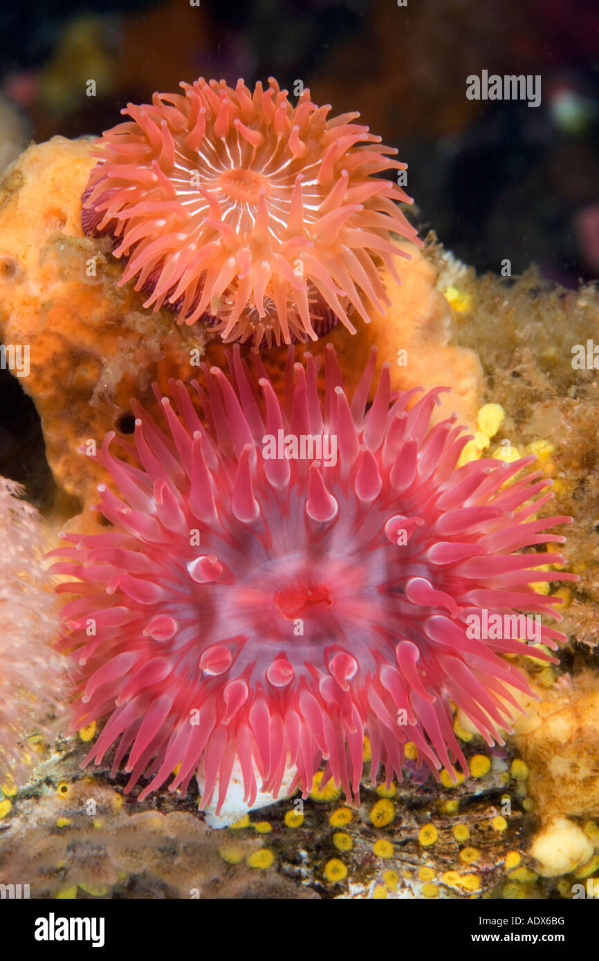 brooding anemones Epiactis prolifera Alexander Archipelago USA Alaska ...