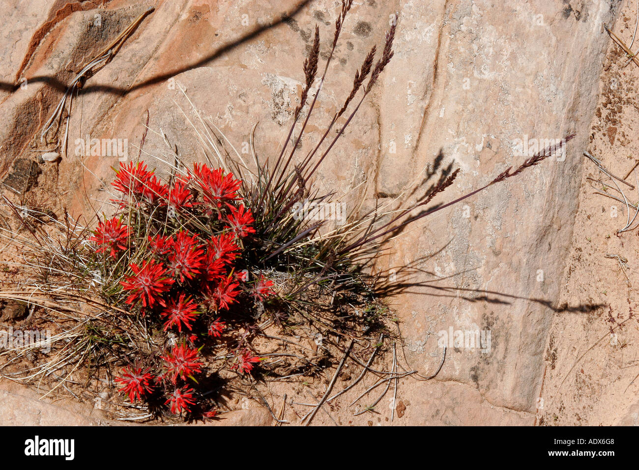 red flower slickrock Zion National Park Utah USA Stock Photo - Alamy