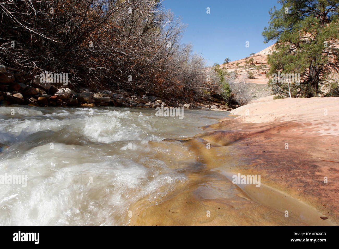 Zion slickrock paintbrush hi-res stock photography and images - Alamy