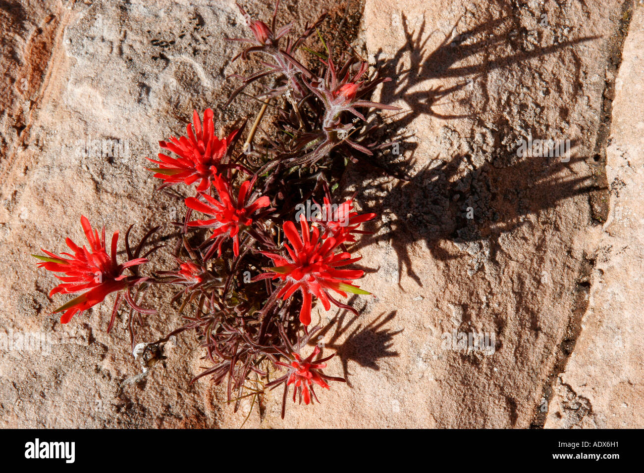 red flower slickrock Zion National Park Utah USA Stock Photo - Alamy