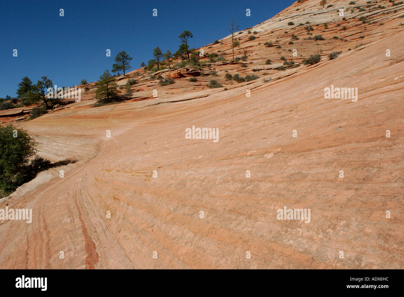 slickrock Zion National Park Utah USA Stock Photo - Alamy