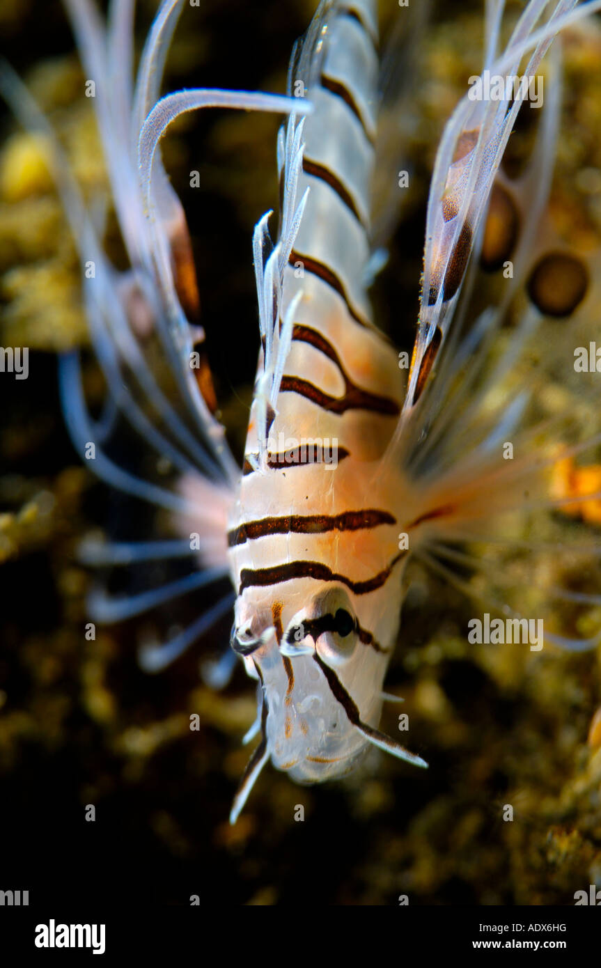 Juvenile firefish hi-res stock photography and images - Alamy