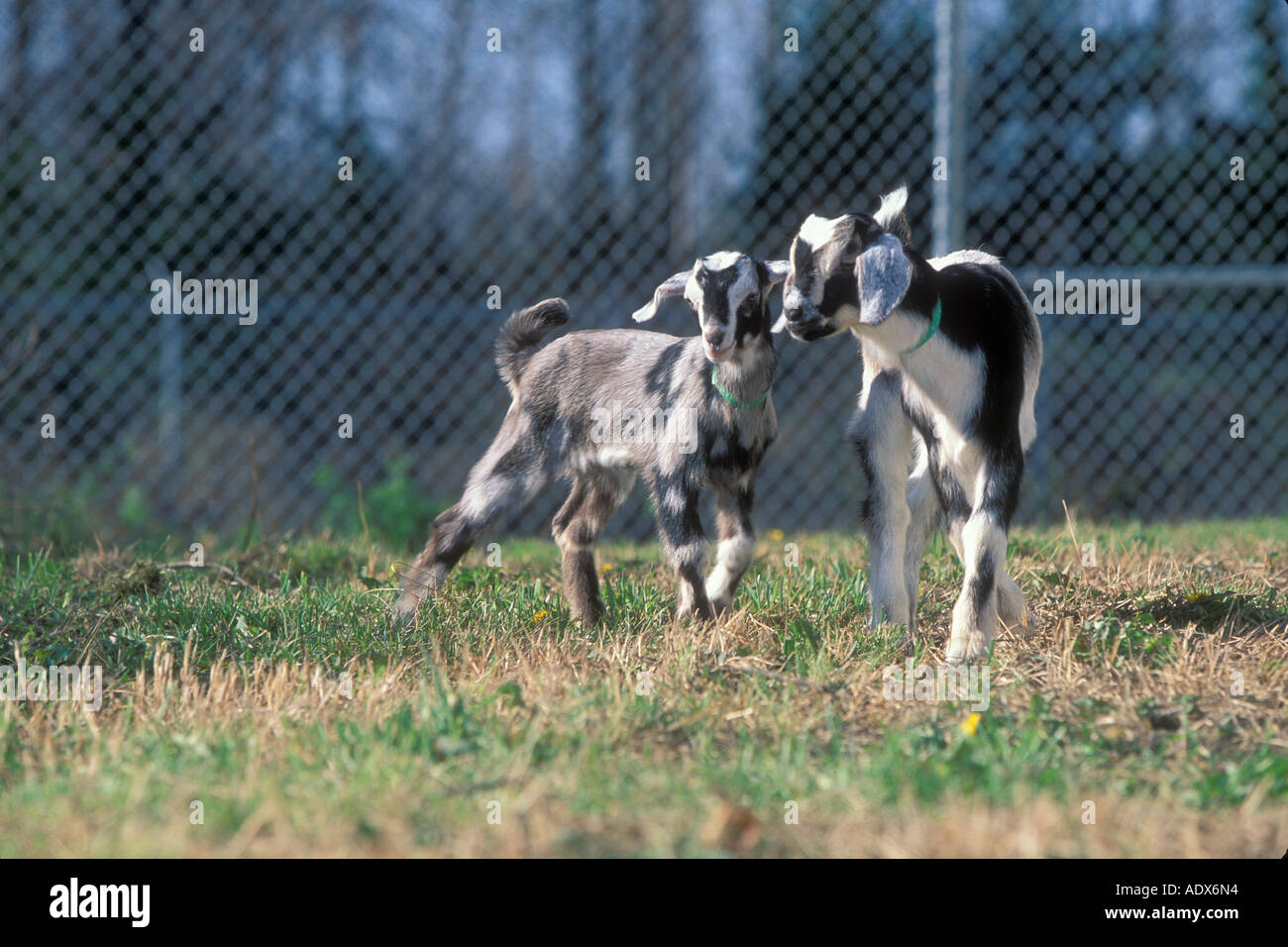 cloned transgenic goats at Nexia Biotechnologies St Telesphore Quebec ...