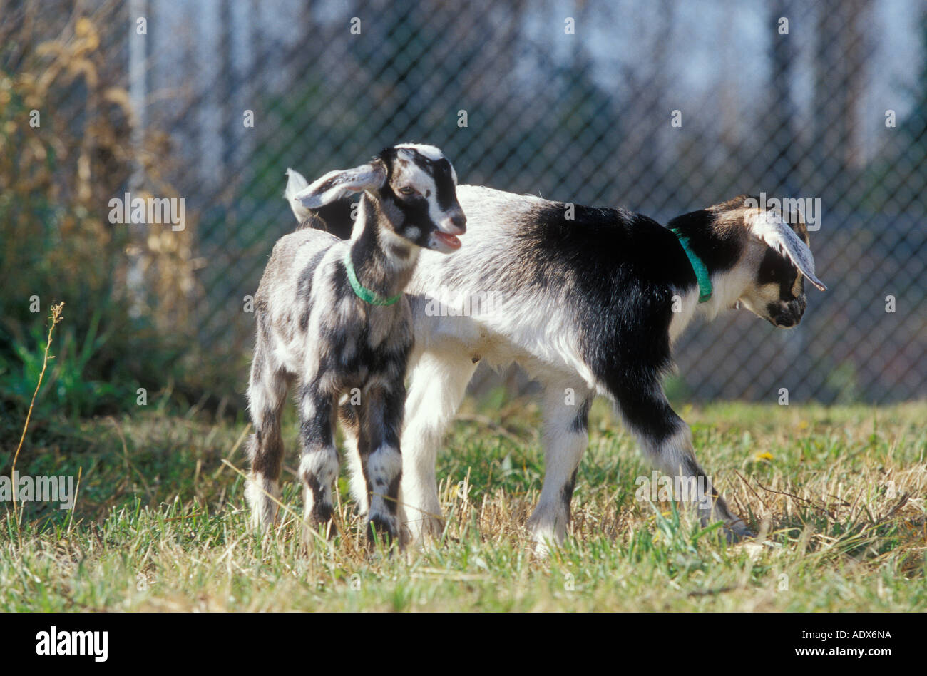 cloned transgenic goats at Nexia Biotechnologies St Telesphore Quebec ...