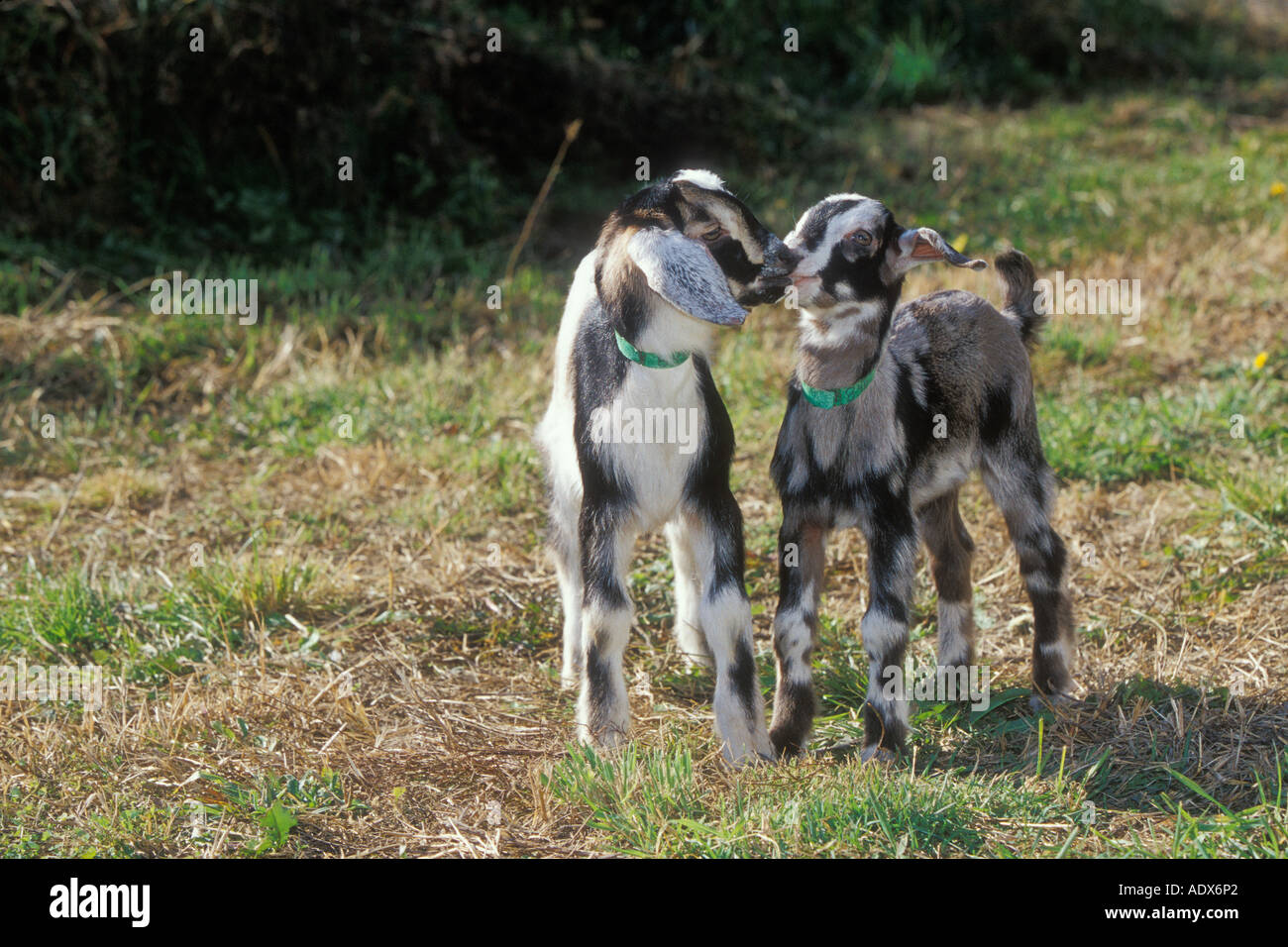 cloned transgenic goats at Nexia Biotechnologies St Telesphore Quebec ...