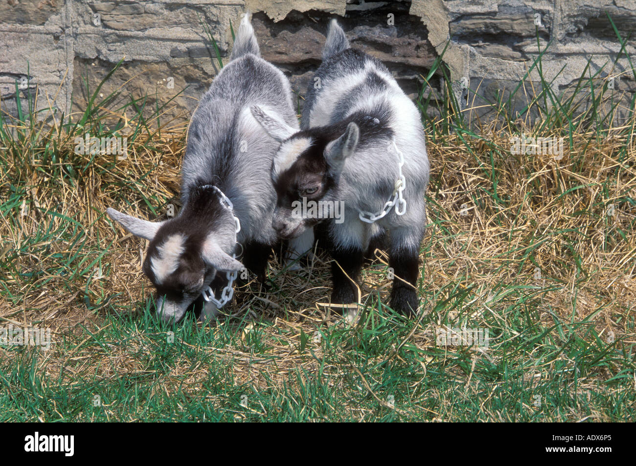 Biosteel silk hi-res stock photography and images - Alamy