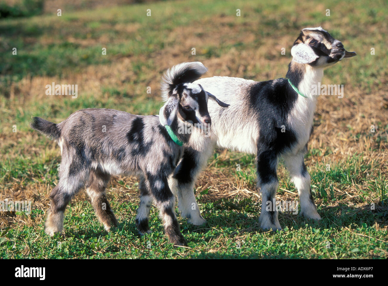 cloned transgenic goats at Nexia Biotechnologies St Telesphore Quebec ...