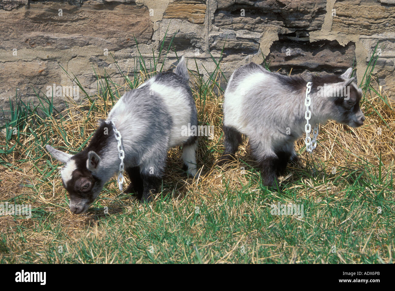 Biosteel hi-res stock photography and images - Alamy