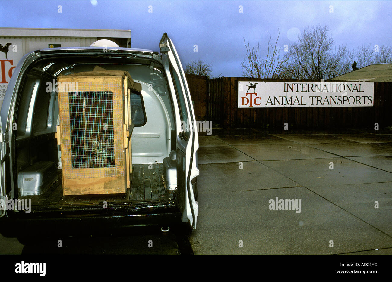 female cheetah Reza is waiting for transport to the Barcelona zoo at ...
