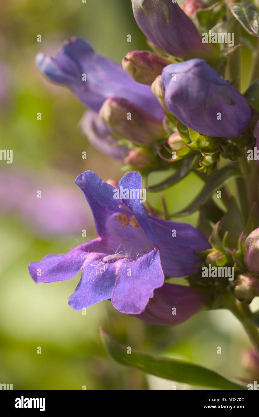 Penstemon Fort Mason Community Garden San Francisco California Stock ...