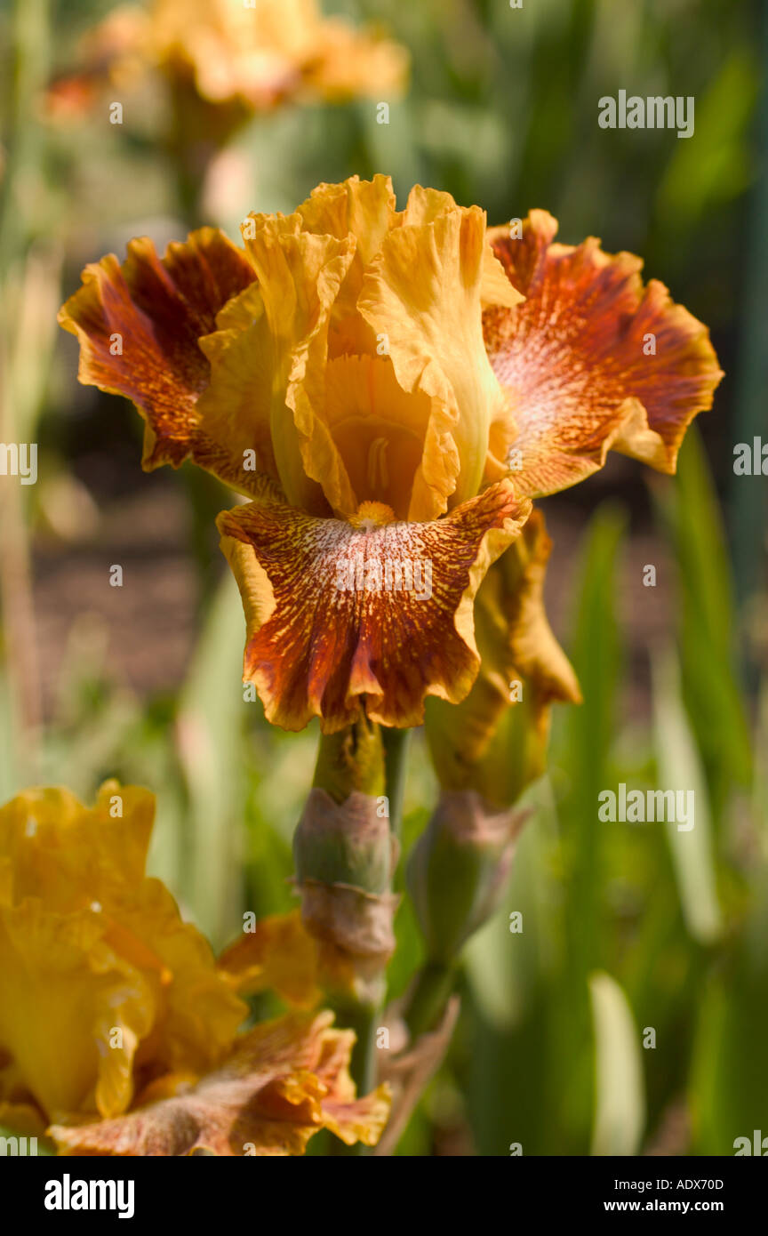 Gold Rust Bearded iris Fort Mason Community Garden San Francisco ...
