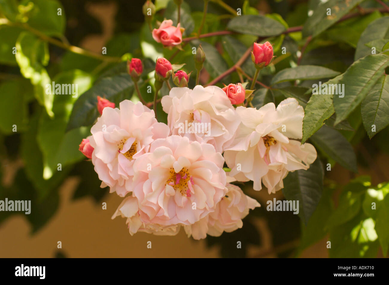 Rosa cornelia hybrid musk rose hi-res stock photography and images - Alamy