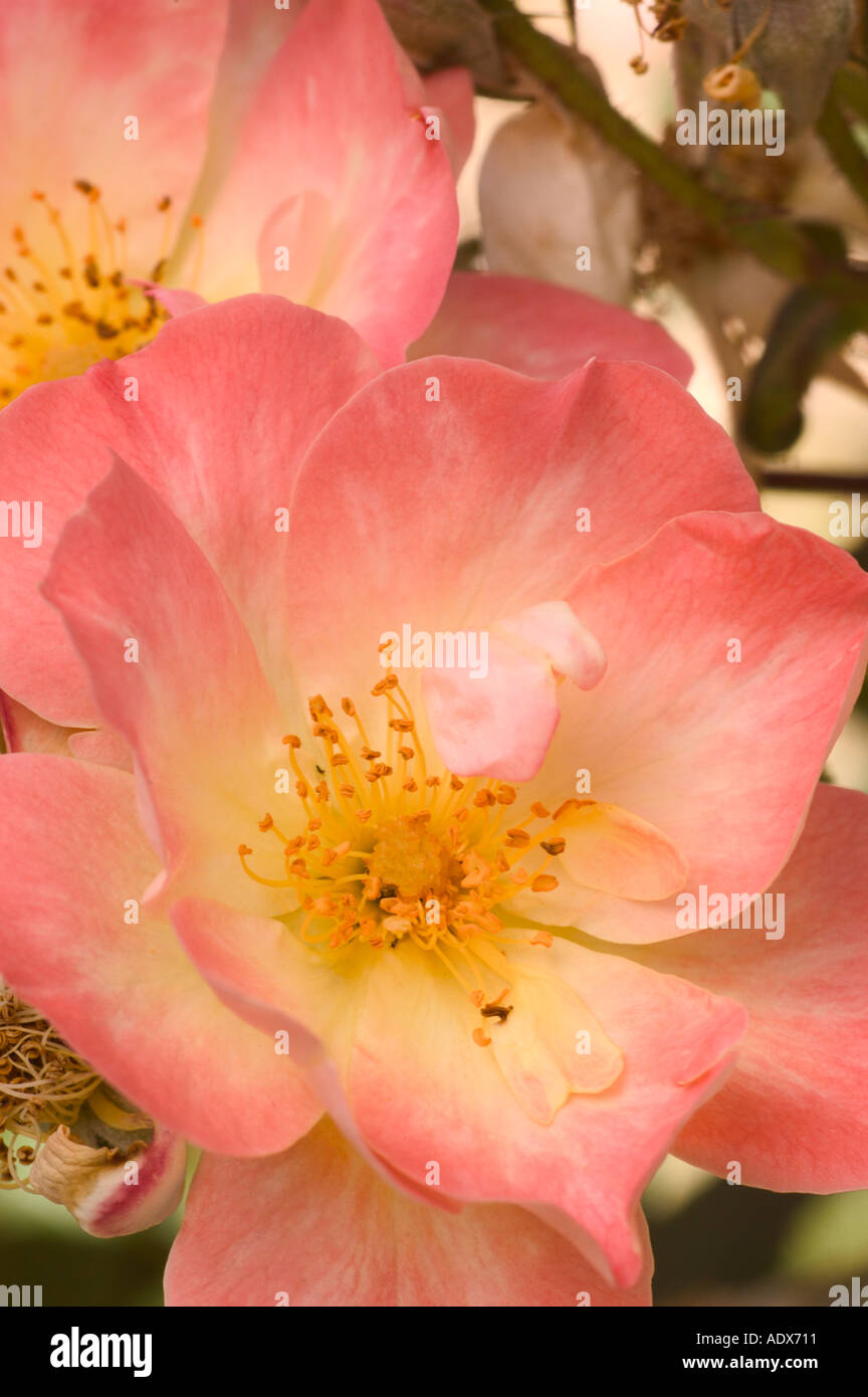 Rose Rachel Bowes Lyon Stock Photo - Alamy