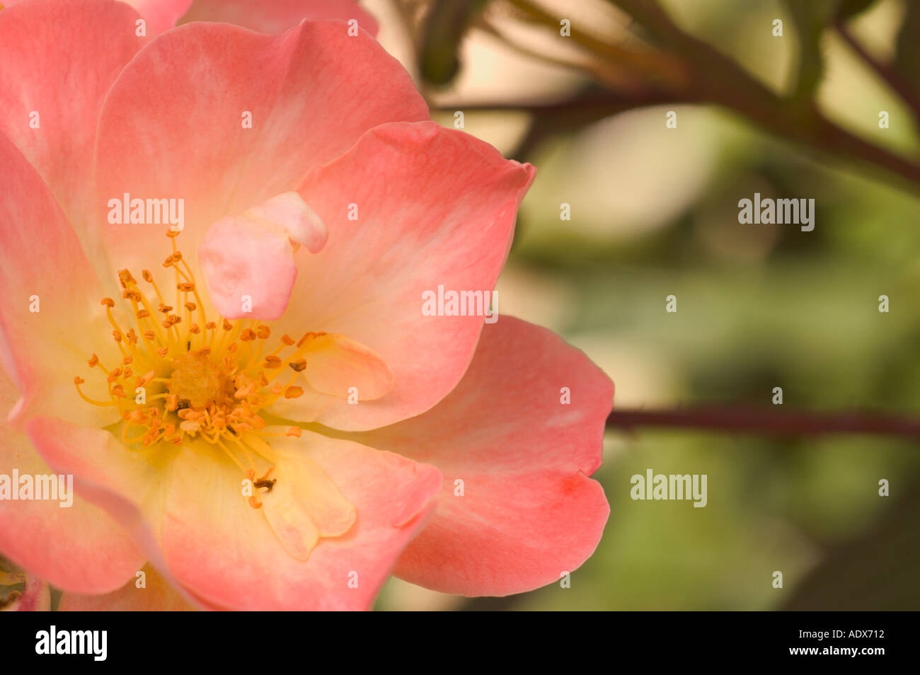 Rose Rachel Bowes Lyon Stock Photo - Alamy