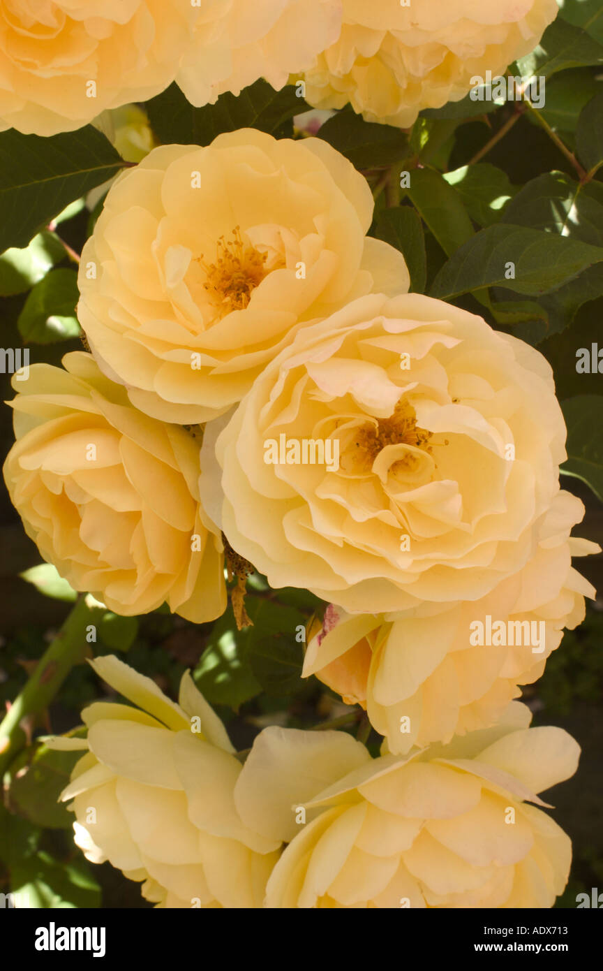 Rose Graham Thomas Stock Photo - Alamy