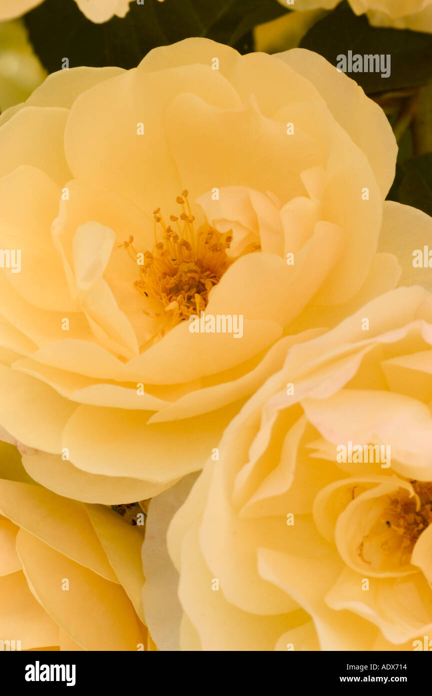 Rose Graham Thomas Stock Photo - Alamy