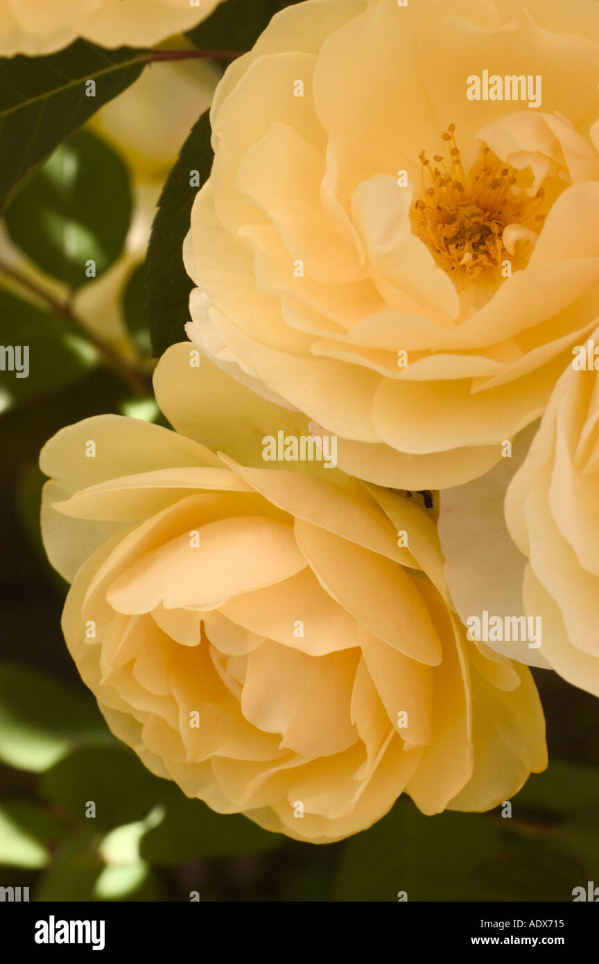 Rose Graham Thomas Stock Photo - Alamy