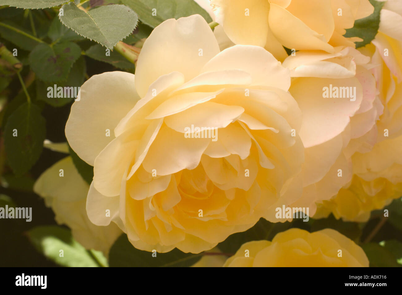 Rose Graham Thomas Stock Photo - Alamy
