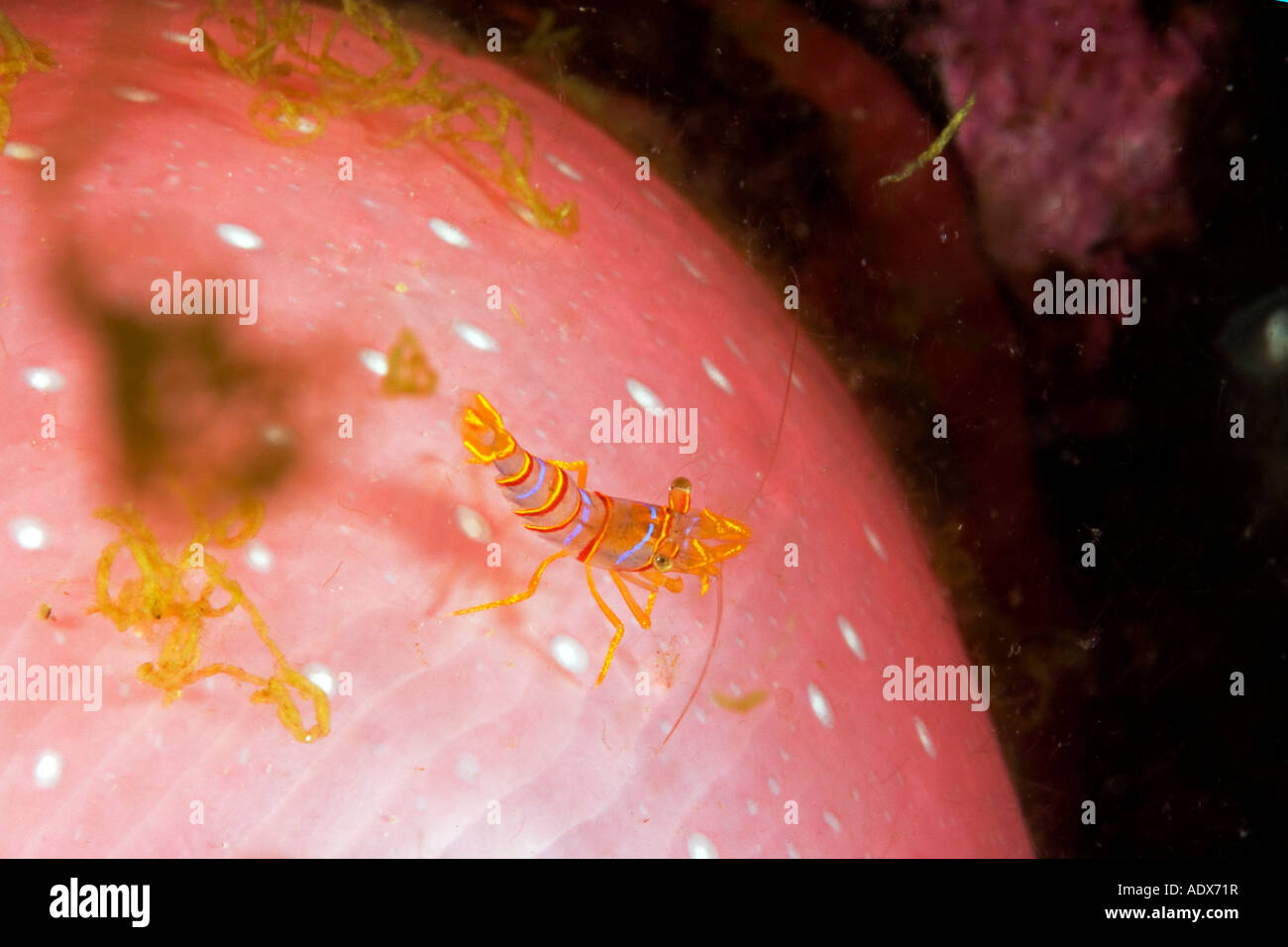 clown shrimp Lebbeus grandimanus British Columbia Pacific Ocean Canada ...