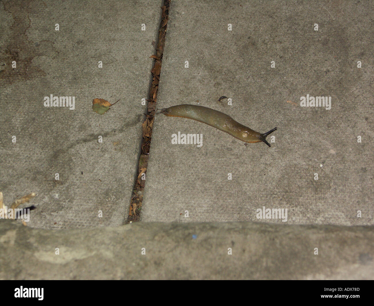 Slug on paving slab taken at night with flash Stock Photo - Alamy