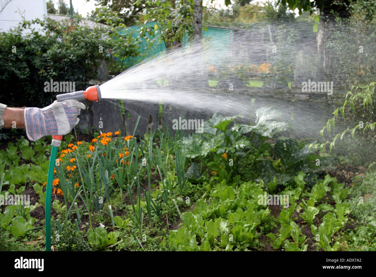 Hand Spraying a Garden Hose Stock Photo - Alamy