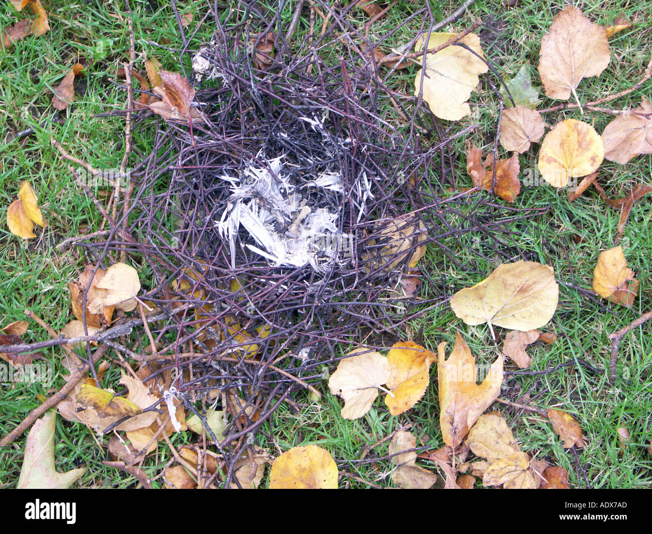 Windblown Birds Nest Stock Photo - Alamy