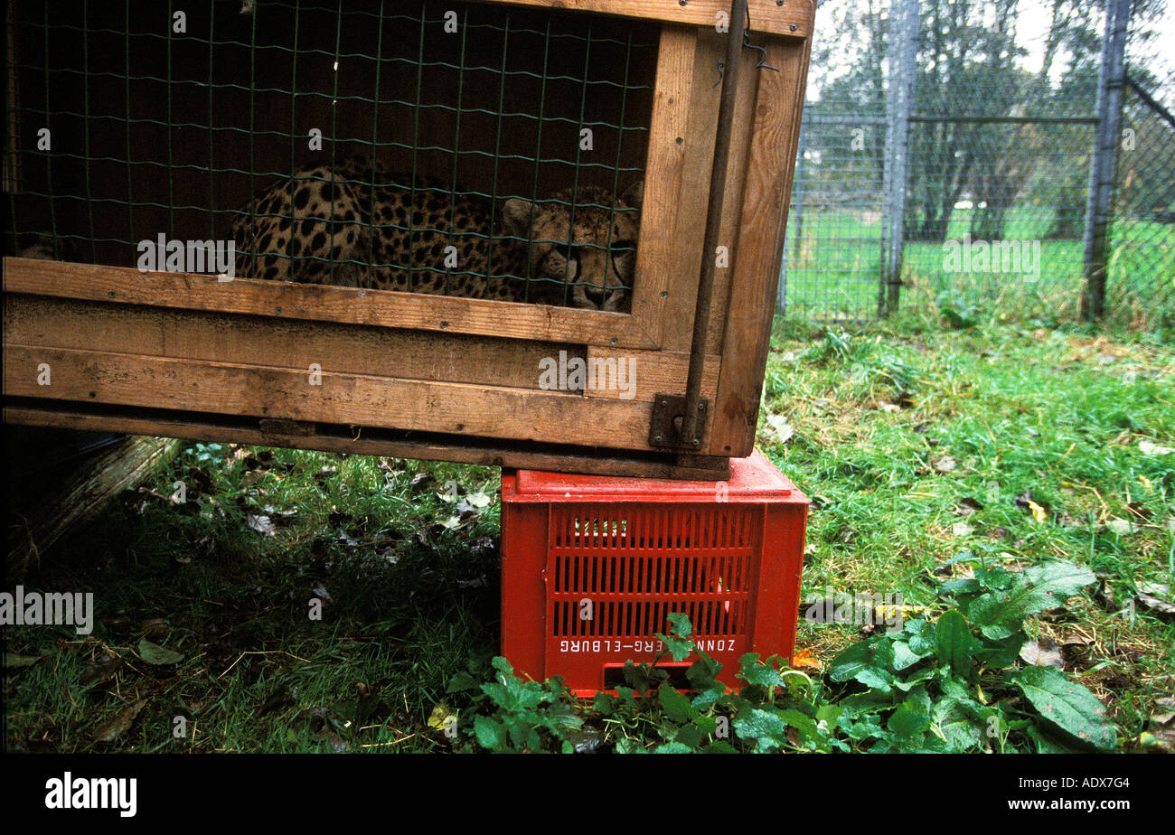 Wassenaar Wildlife Breeding Centre Stock Photo - Alamy