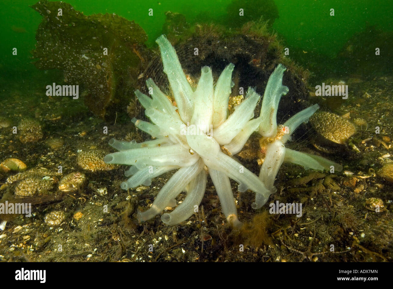 glassy sea squirt Ascidia paratropa British Columbia Pacific Ocean ...