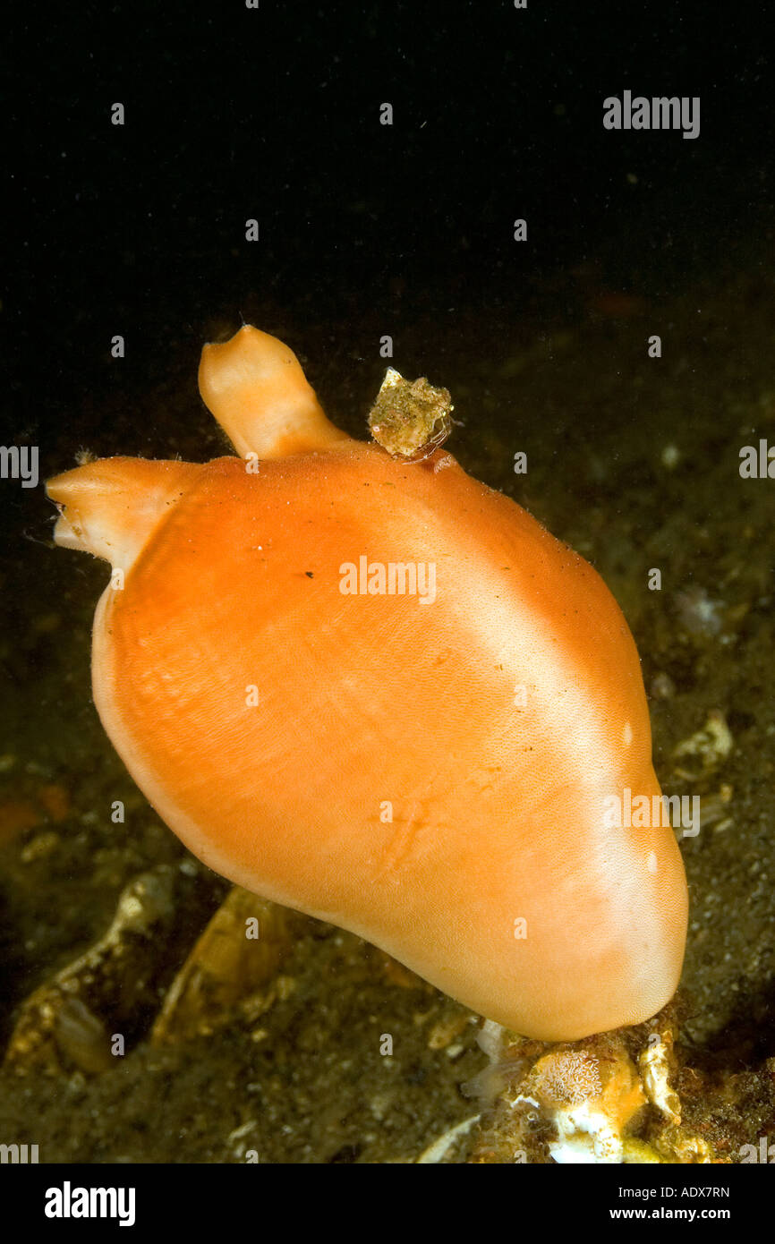 Sea peach halocynthia aurantium sea hi-res stock photography and images ...