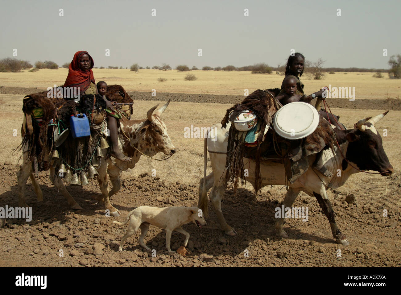Nomads in eastern Sudan are moving with their cattle to areas with more ...