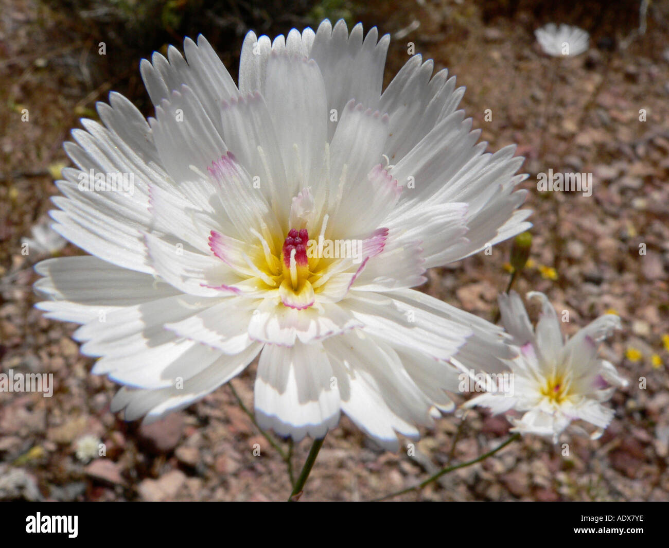 wildflower blooming in Death Valley Stock Photo - Alamy