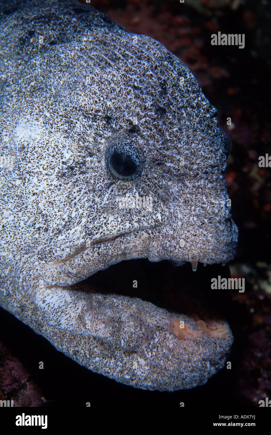 Wolf eel hi-res stock photography and images - Alamy