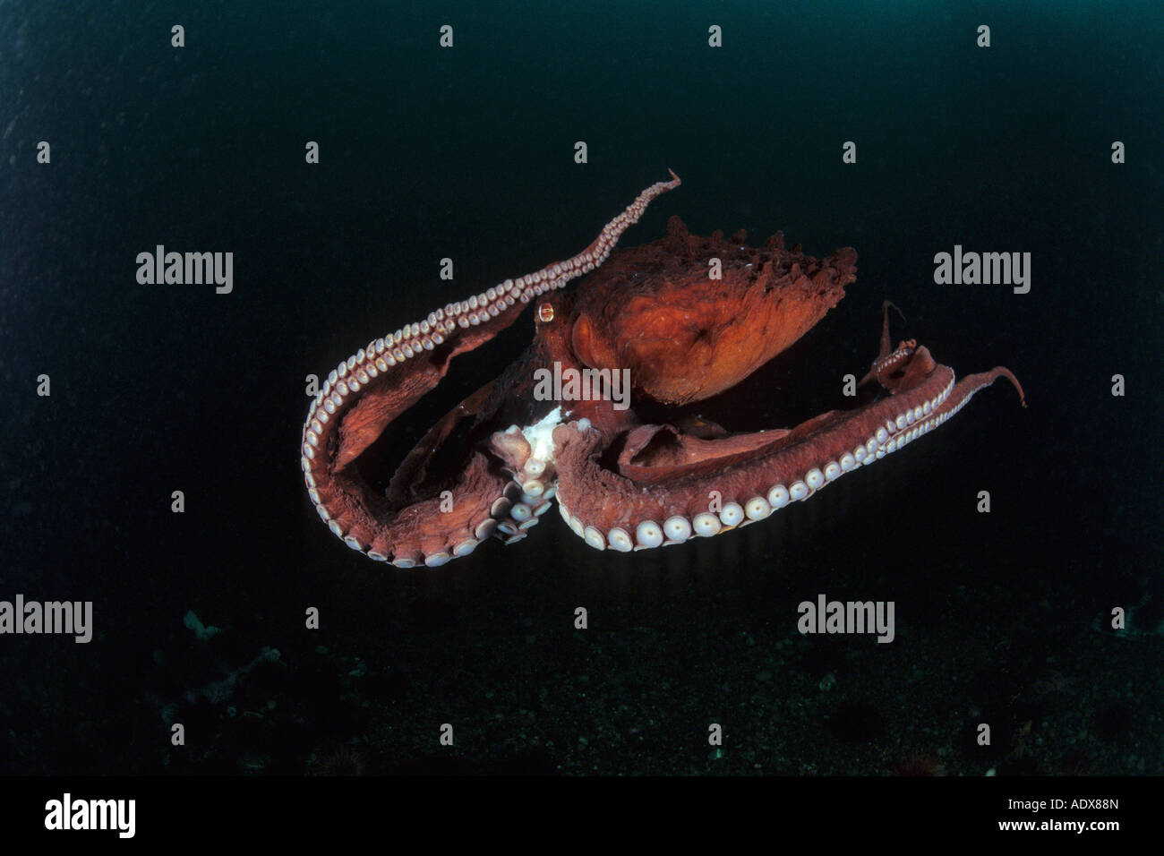 Pacific octopus Octopus dofleini British Columbia Pacific Ocean Canada ...
