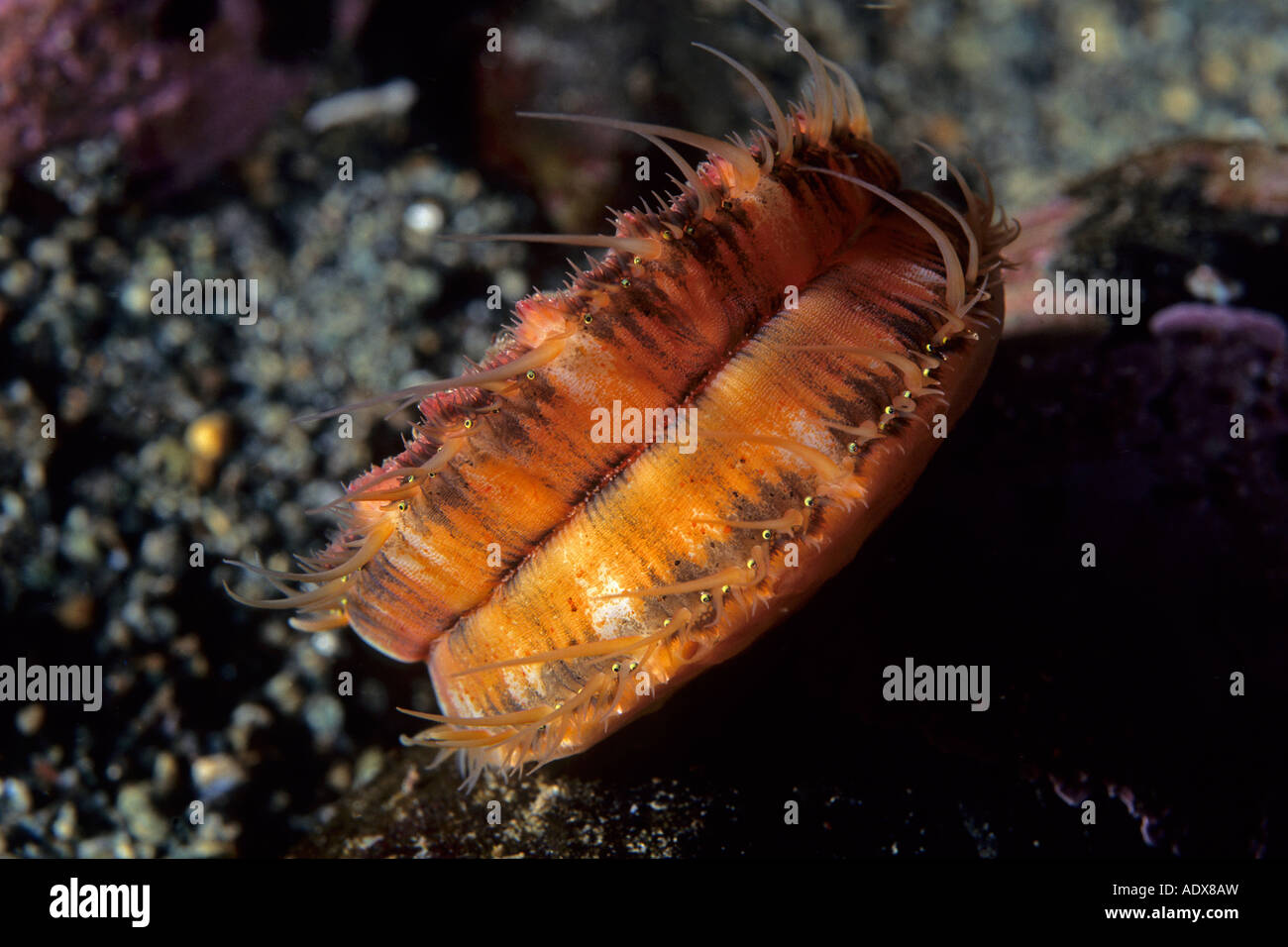 Chlamys rubida hi-res stock photography and images - Alamy