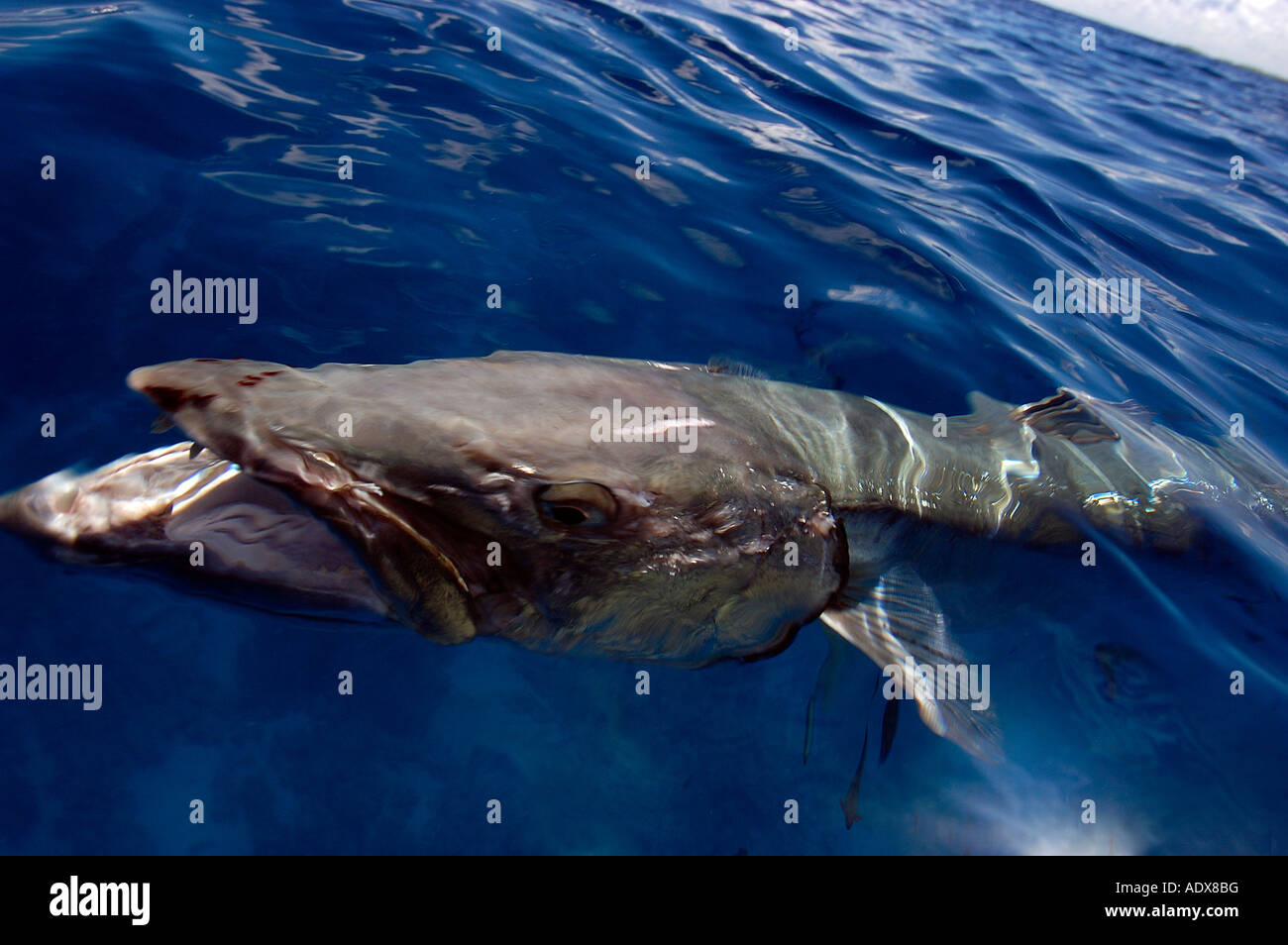 great barracuda Sphyraena barracuda Rangiroa Tuamotu Islands French ...
