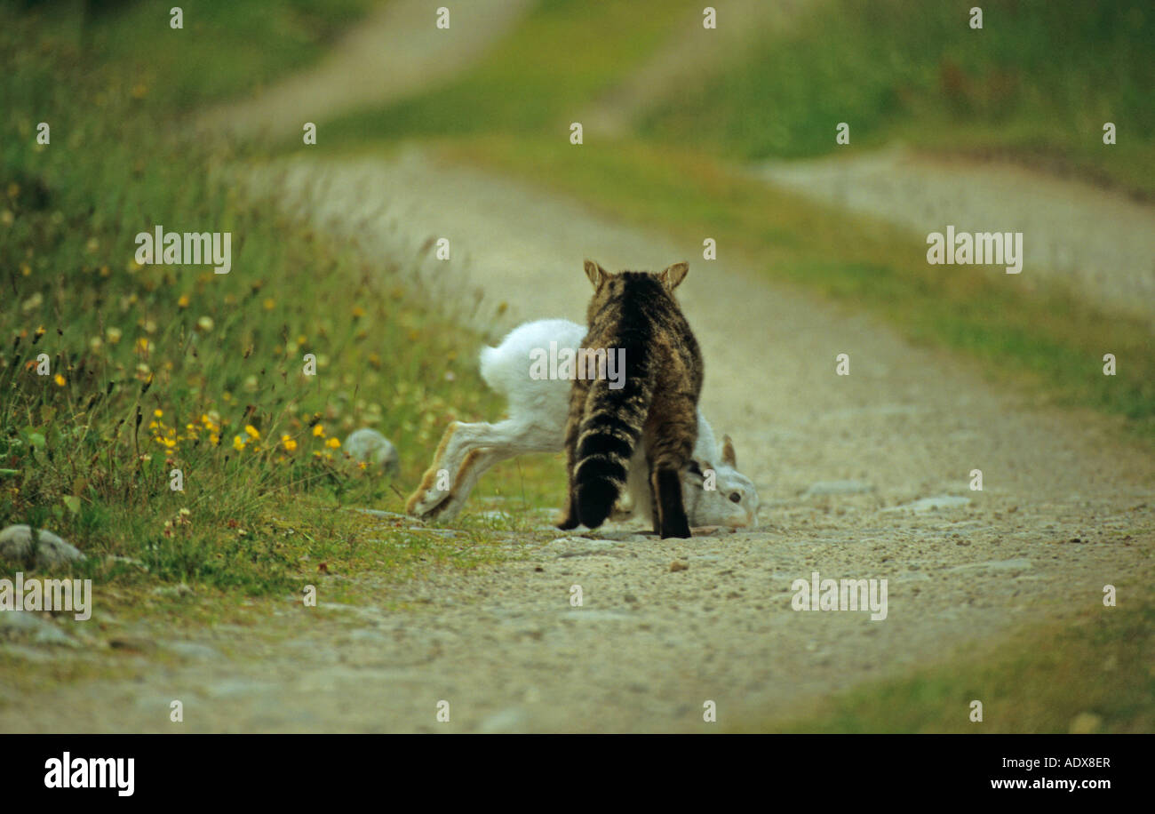 Scottish Wildcat Felis silvestris walking along a forest path with a ...